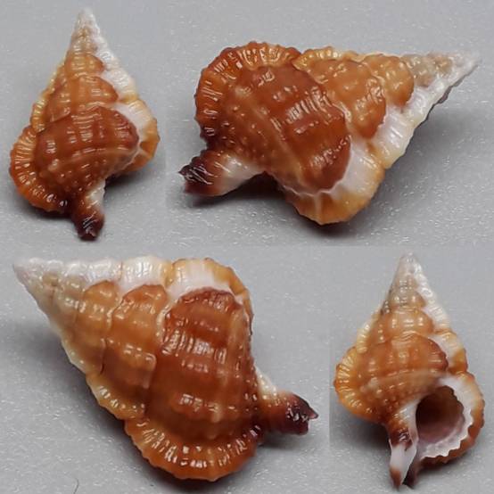 shellauction.net :: Gyrineum cuspidatum - 3617480