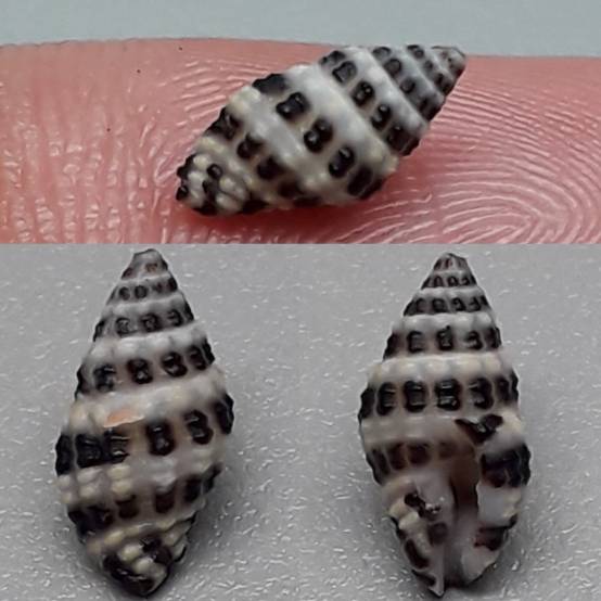 shellauction.net :: Engina sp. - 3617493