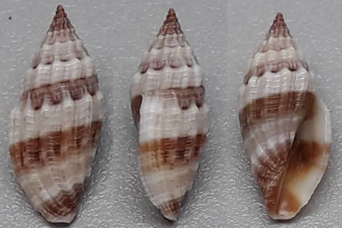 shellauction.net :: Eucithara sp. - 3617496