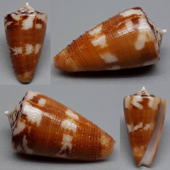 shellauction.net :: Conus circumactus - 3617608