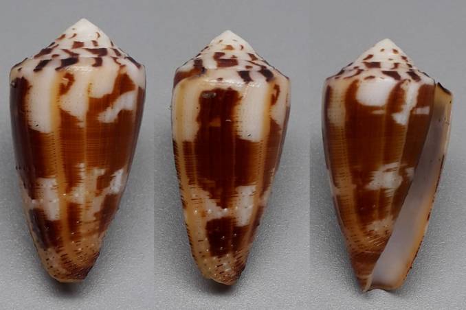 shellauction.net :: Conus circumactus - 3617615