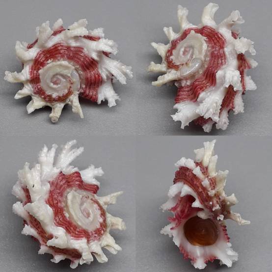 shellauction.net :: Angaria formosa - 3617643