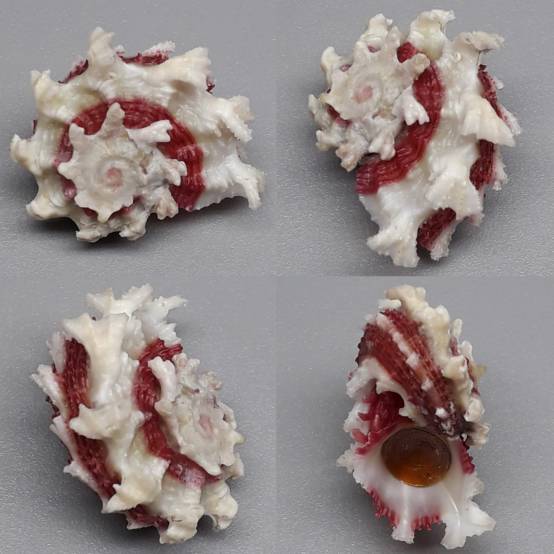 shellauction.net :: Angaria formosa - 3617644