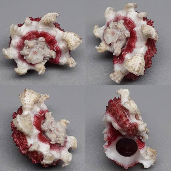 shellauction.net :: Angaria formosa - 3617645