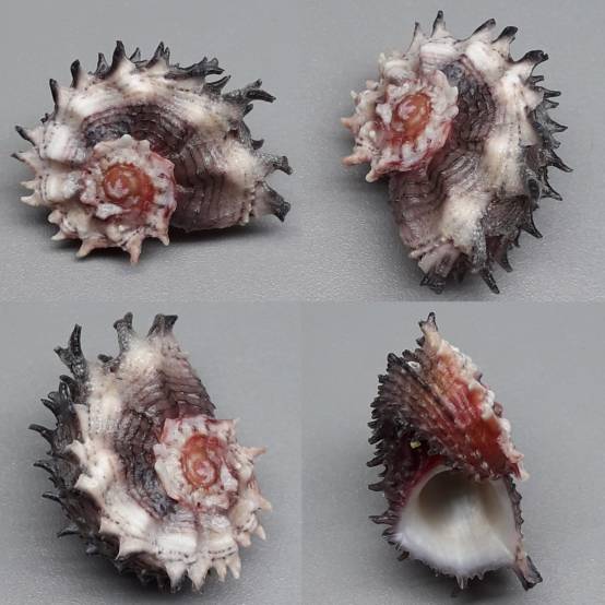 shellauction.net :: Angaria melanacantha - 3617657