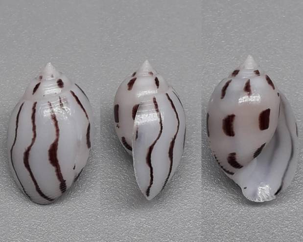 shellauction.net :: Acteon virgatus - 3617669