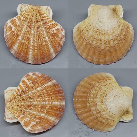 shellauction.net :: Pecten pyxidatus - 3617773