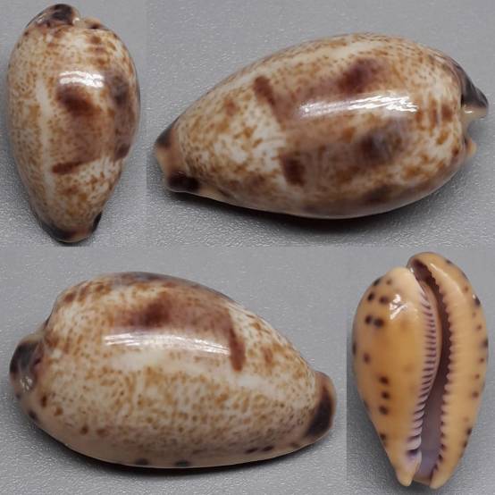 shellauction.net :: Contradusta walkeri - 3617975