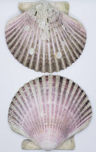 shellauction.net :: Argopecten purpuratus - 3618002