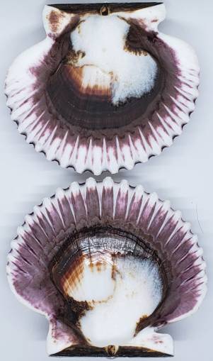 shellauction.net :: Argopecten purpuratus - 3618002