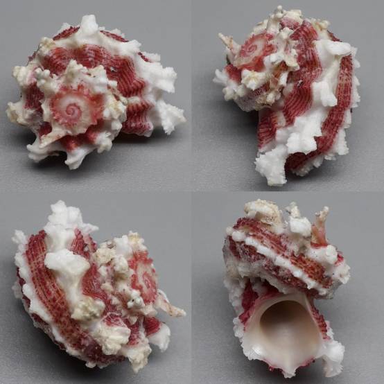 shellauction.net :: Angaria formosa - 3618057