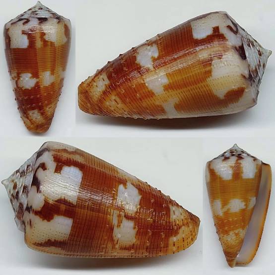 shellauction.net :: Conus circumactus - 3618100