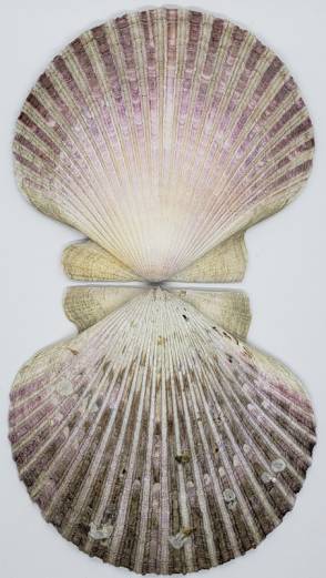 shellauction.net :: Argopecten purpuratus - 3618258