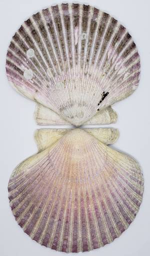 shellauction.net :: Argopecten purpuratus - 3618261