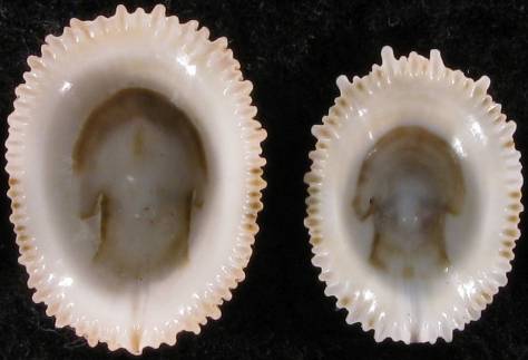 shellauction.net :: Montfortula rugosa - 3618275