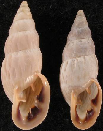 shellauction.net :: Burringtonia exesa - 3618304