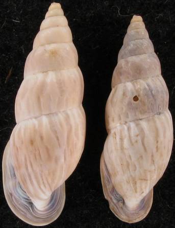 shellauction.net :: Burringtonia exesa - 3618304