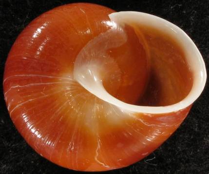 shellauction.net :: Figuladra lessoni - 3618320