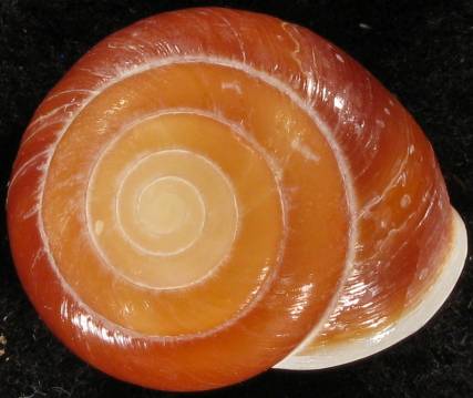 shellauction.net :: Figuladra lessoni - 3618320