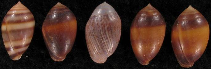 shellauction.net :: Melampus castaneus - 3618338