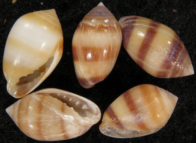 shellauction.net :: Melampus flavus - 3618339