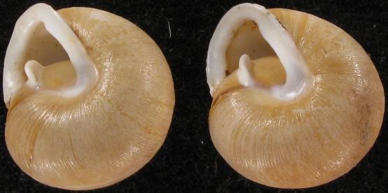 shellauction.net :: Mesodon elevatus - 3618341