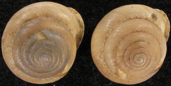 shellauction.net :: Mesodon elevatus - 3618341