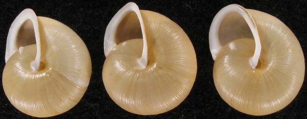 shellauction.net :: Mesodon thyroidus - 3618342