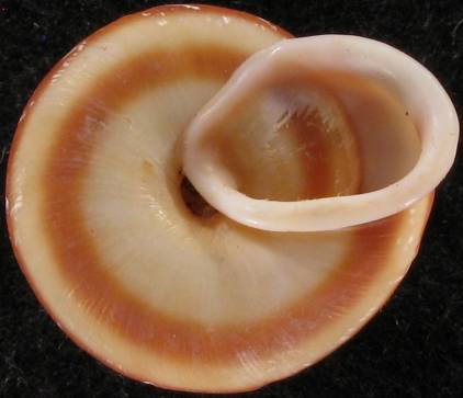 shellauction.net :: Obba columbaria - 3618355