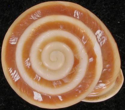 shellauction.net :: Obba columbaria - 3618355