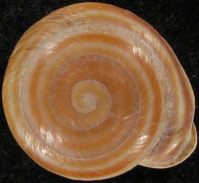 shellauction.net :: Obba horizontalis - 3618356