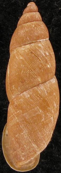 shellauction.net :: Odontostomus odontostoma - 3618358