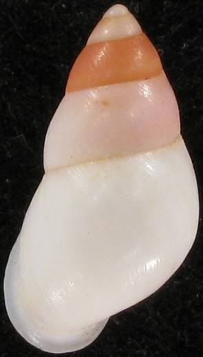 shellauction.net :: Partula rosea - 3618361