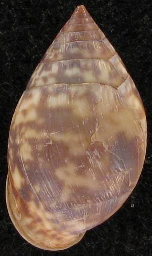 shellauction.net :: Pythia scarabaeus - 3618367