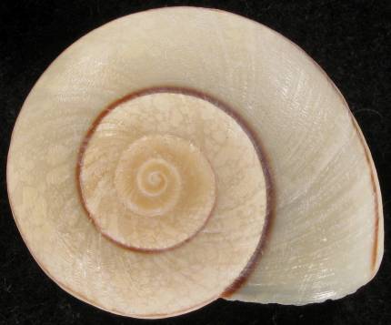 shellauction.net :: Xesta aulica - 3618407