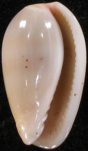 shellauction.net :: Persicula blanda - 3618418