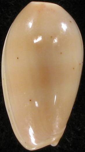 shellauction.net :: Persicula blanda - 3618418