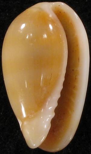 shellauction.net :: Persicula cornea - 3618420