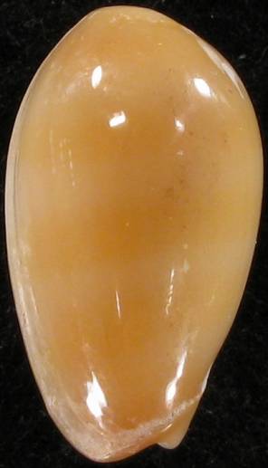 shellauction.net :: Persicula cornea - 3618420