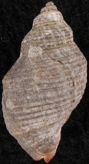 shellauction.net :: Acanthinucella spirata - 3618431