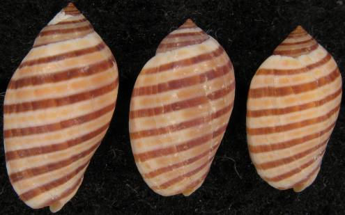 shellauction.net :: Vexilla vexillum - 3618455