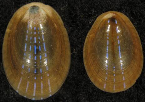 shellauction.net :: Patella pellucida - 3618477