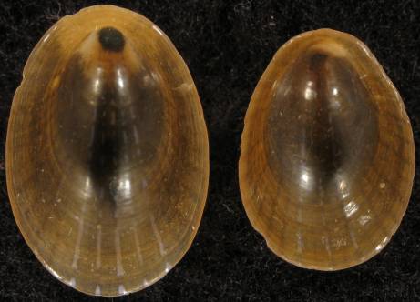 shellauction.net :: Patella pellucida - 3618477