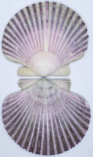 shellauction.net :: Argopecten purpuratus - 3618706