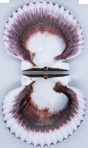 shellauction.net :: Argopecten purpuratus - 3618706