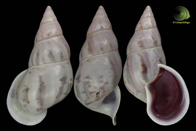 shellauction.net :: Drymaeus auris - 3618714