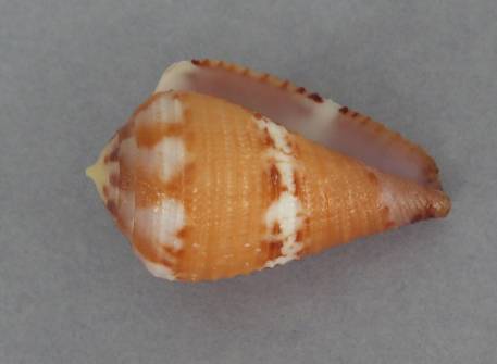 shellauction.net :: Conus capitaneus f. ceciliae - 3618801