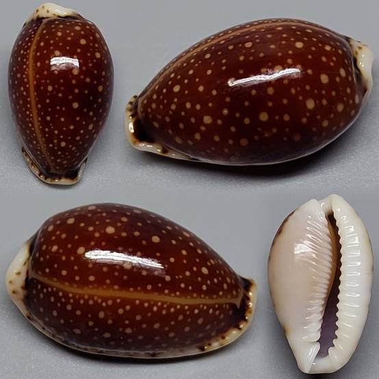 shellauction.net :: Naria labrolineata - 3618953