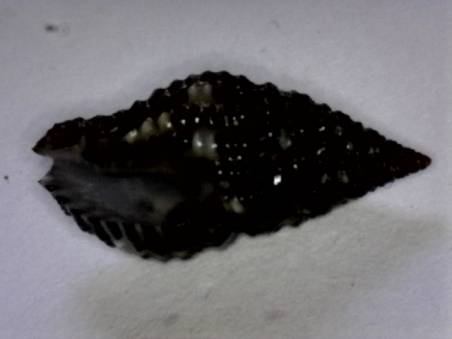 shellauction.net :: Engina species - 3619018