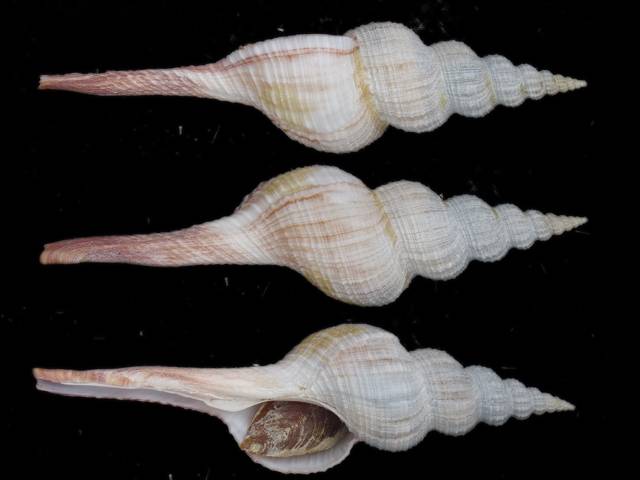 shellauction.net :: Fusinus forceps salisburyi - 3619319